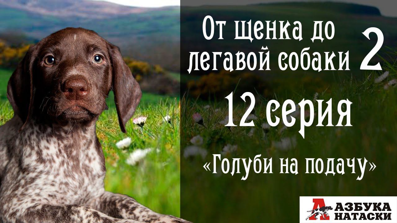 Учим курцхаара подавать голубей. "От щенка до легавой собаки" 12 серия