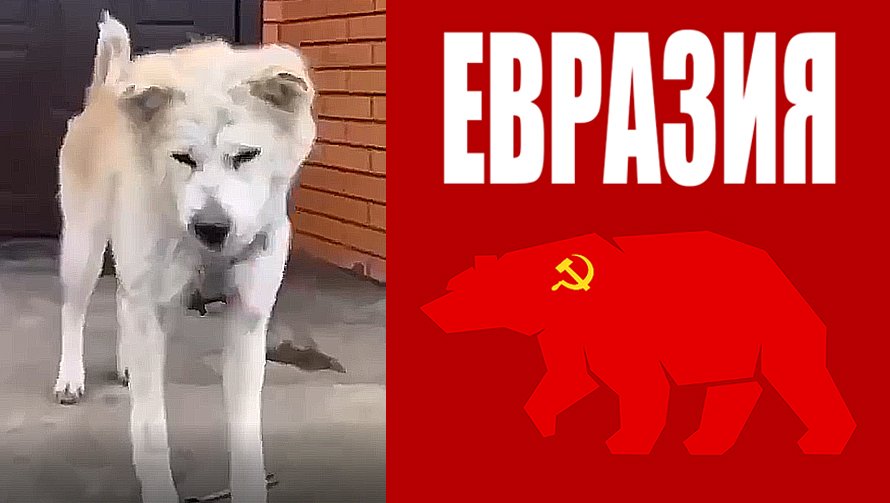 СОБАКА МЕСЯЦ ЖДЕТ СВОЮ ПОГИБШУЮ ХОЗЯЙКУ 
#пленные #новороссия #донбасс #ukraine #война #собака #rus