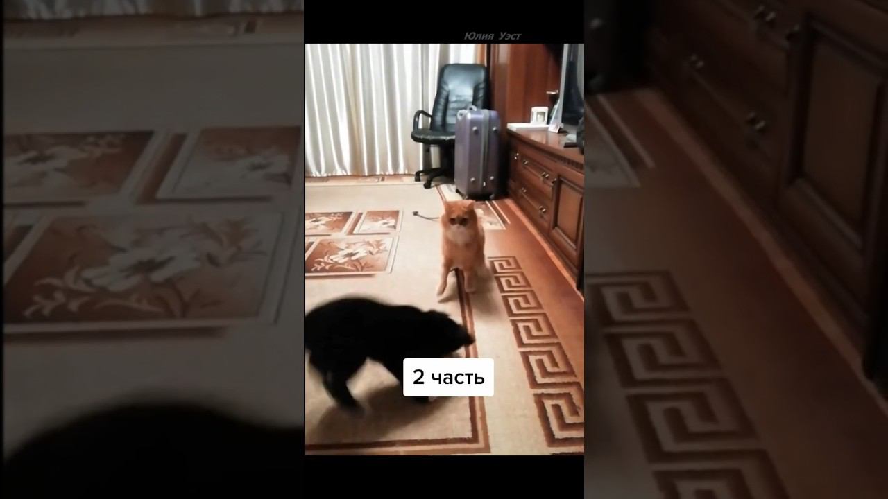 Часть 2. Забавная история отношений между котом и собакой☺ #животные #персик #айка