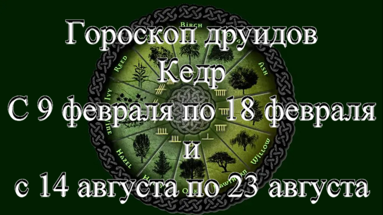Гороскоп друидов. Кедр