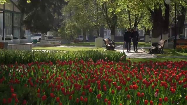 IБелгород, город миллиона тюльпанов ?