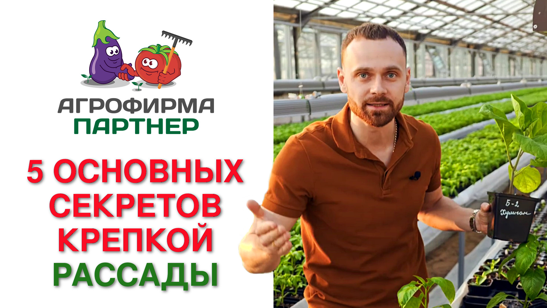 5 ОСНОВНЫХ СЕКРЕТОВ КРЕПКОЙ РАССАДЫ