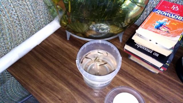 Покупка рыбок (гуппи Эндлера) и правильная пересадка, заселение в аквариум.