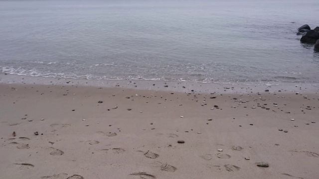 Рейнутрия богемская (дат. kæmpepileurt, лат. Fallopia sachalinensis) Берег Марселисборг 18 февраля 2