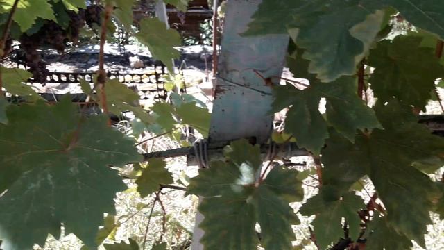 кишмиш Лучистый