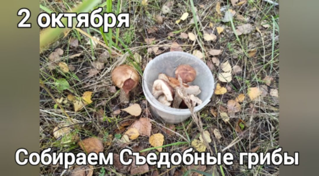 Сбор грибов. Грибы 2 октября 2022. Грибалка.