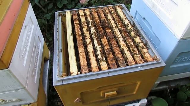сентябрь на пасеке - готовлю пчел к зимовке на воле на дадановском корпусе на рамке 435 х 300