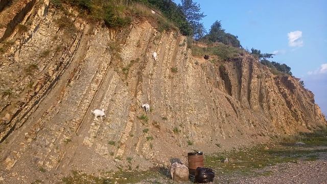 Козы лазают по отвесной скале на берегу черного моря и едят траву | СМАЙЛИКИ