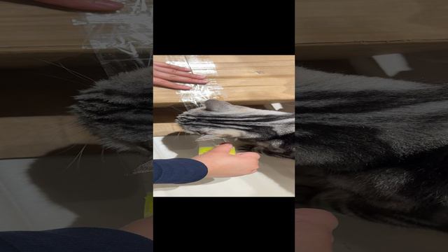 26-03-2024 кот помогатор