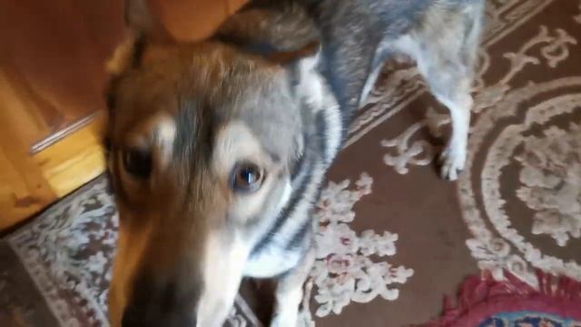 Возмущению нет предела!.mp4