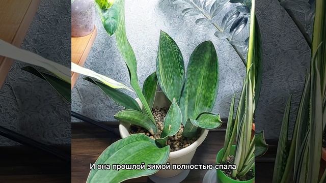 Азиатская #САНСЕВИЕРИЯ зимует под лампой?#освещение #тещинязык #цветы #содержание #уход #shorts