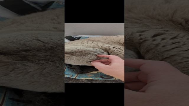 Пожамкай кота ?