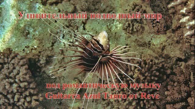 Удивительный подводный мир под музыку Guitarra Azul Танго от Reve Крылатка лучистая