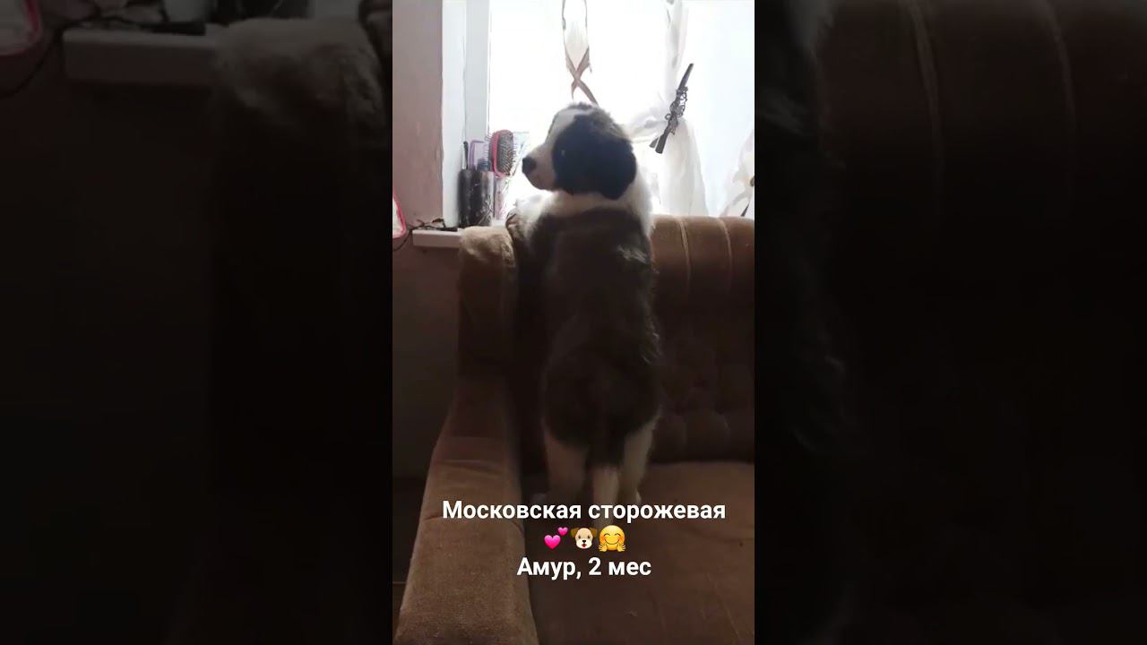 Амур  10 января 2024 г.