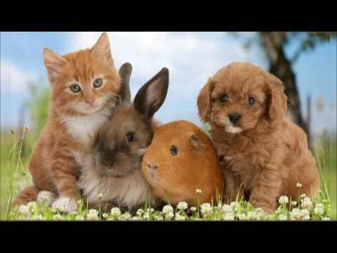 Смешные и любопытные моменты с животными