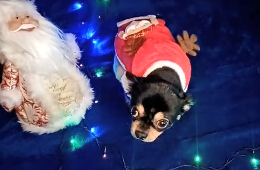 Примеряю новогодний костюм своему щеночку.