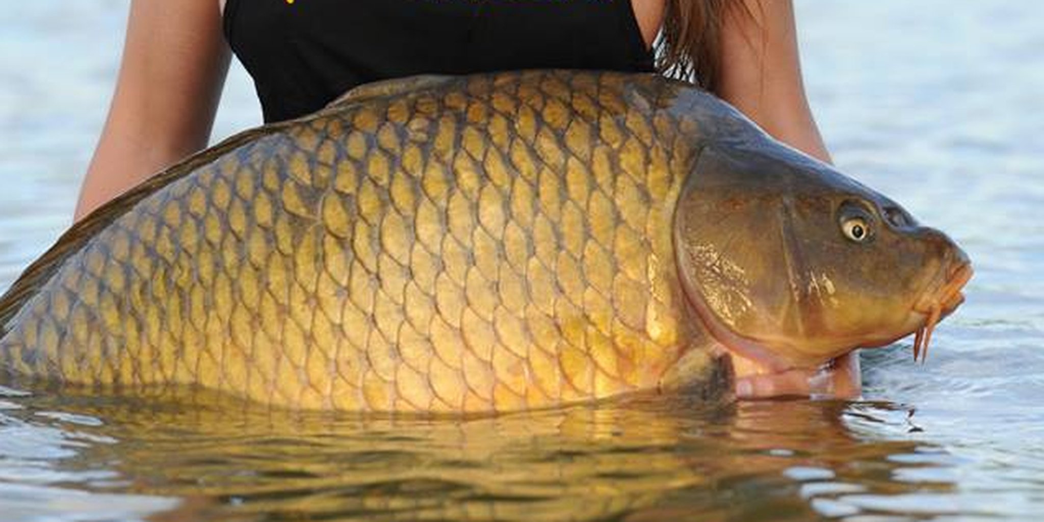 "Мышеловка" Снасть для ловли крупного карпа
