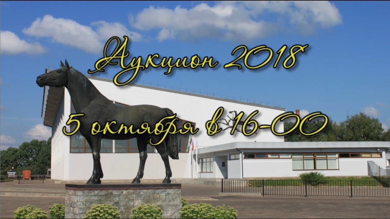Аукцион 2018. Молодняк 2017 г.р. Предпоказ лотов аукциона.