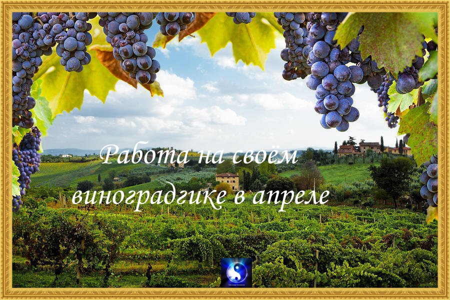 Работа на винограднике 29.04.24г