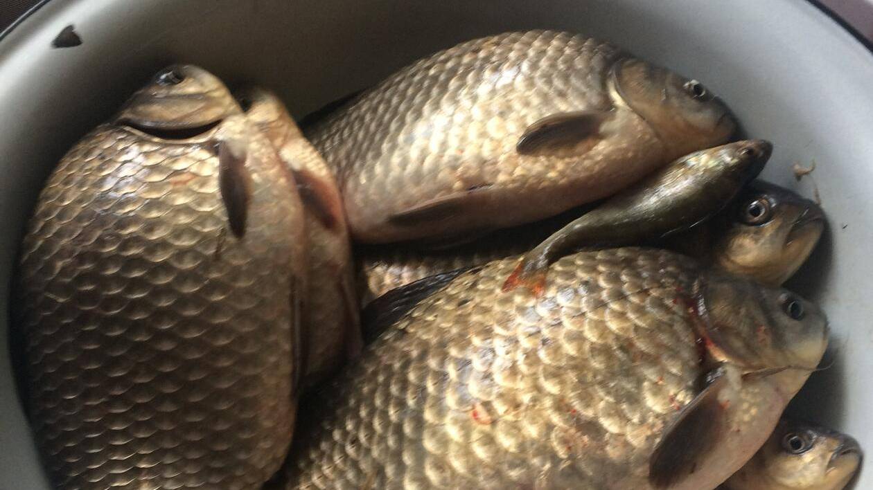 Здесь обитает карась!