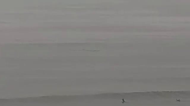 Странное существо в воде у берега ЛосАнджелеса