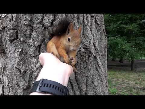 Белочка (3.06.2023)