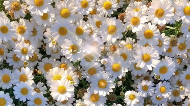 от отложения солей/sub#саблиминал