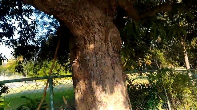 Манго, манго. Мексика.