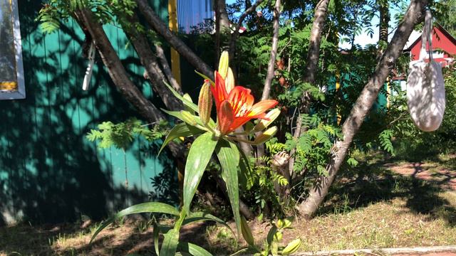 Дача. Сургут 2024. Июль.