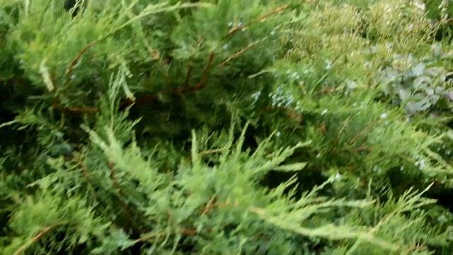 Сады России сад Галины Скалкиной