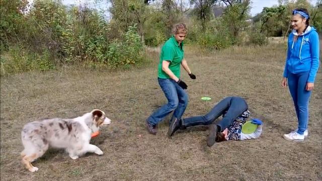 Работа на семинаре по фризби-фристайлу - австралийская овчарка Персик.mp4