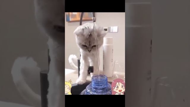 А где моя еда.mp4