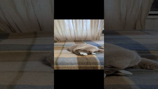 ? Изучаем новые игрушки [#1]