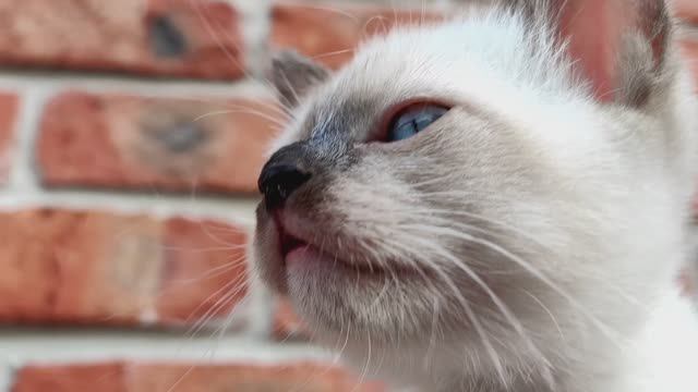 Знакомство с котятами. Индия Сапфир Меколь