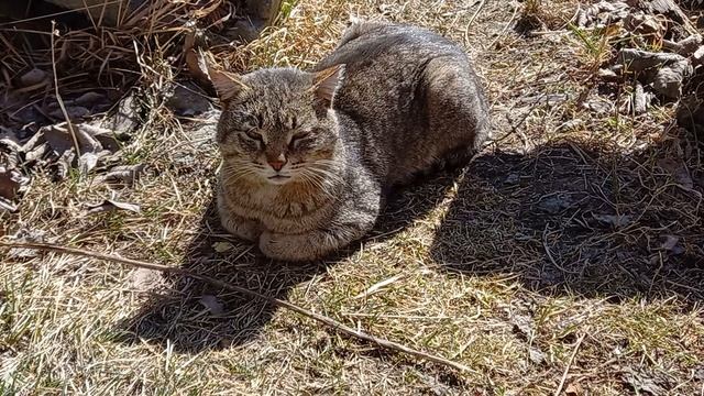 Уходи, Кот! Нет, это ты уходи