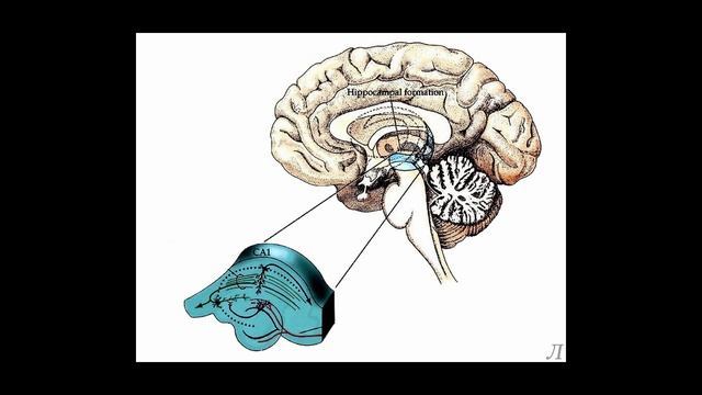 5.7 Сознание. Гиппокамп