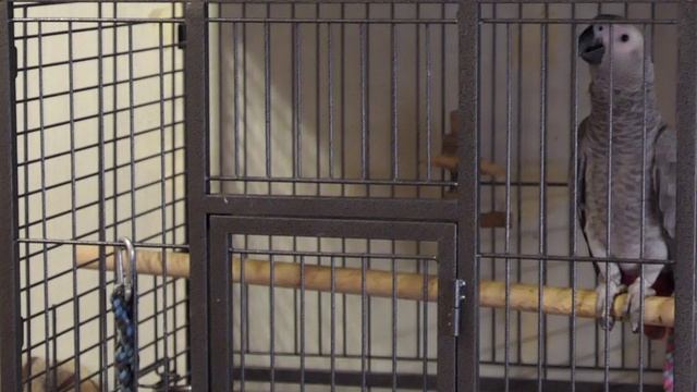 Попугай один дома, или когда попугай может спокойно поговорить о своём.