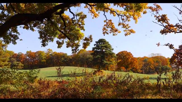 Релакс музыка "Падают листья"