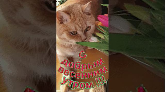 С Добрым весенним утром !!!