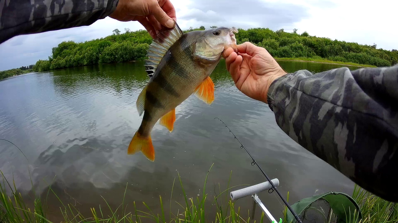 ОКУНЬ НА ЧЕРВЯ.mp4