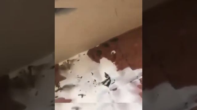 девочки такие девочки