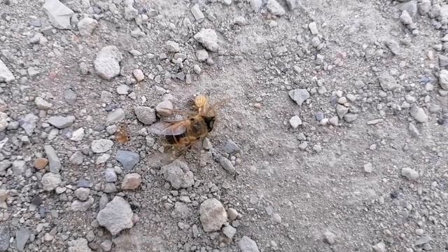 Маленький паучок тащит огромную пчел. В мире животных. Насекомые и паукообразные.