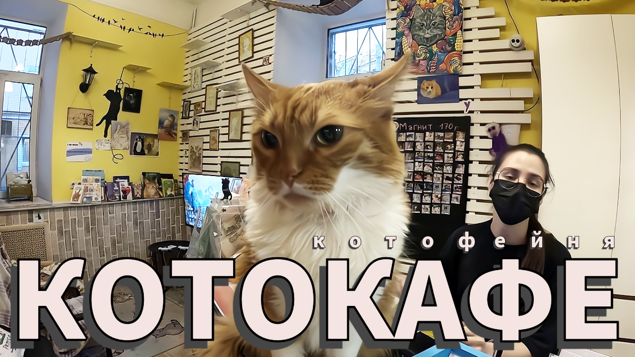 Котофейня на Маросейке 🐈☕ Котокафе в Москве 🧇 Где поесть