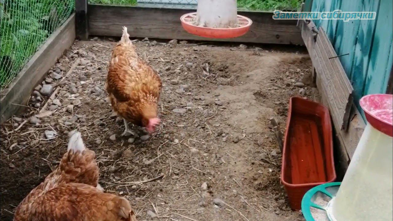 Куры. Вспоминая лето. Почти АСМР