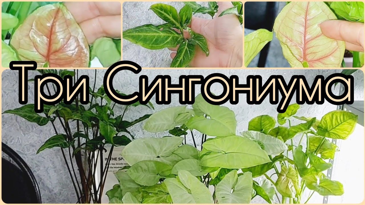 Три сорта Сингониумов?Взрослые #растения ?Спир Поинт?Сильвер пёрл?Данг тонг расами арроу #цветы