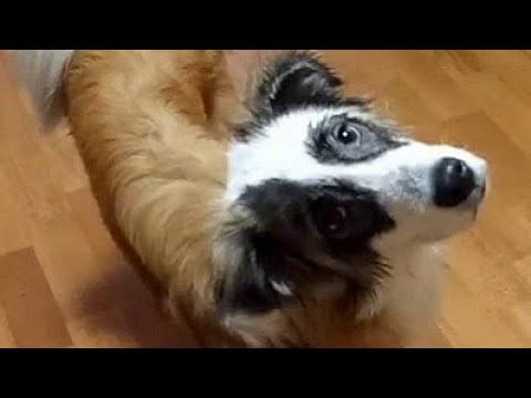 Шуля. Выдержка. Правильный щенок!  8.01.2021