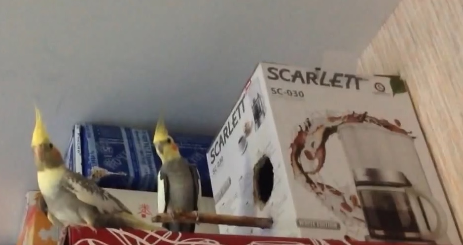 Картонное гнездо попугаев. Самец поет самке ухаживает за самкой. РАЗВЕДЕНИЕ КОРЕЛЛЫ 1-й сезон