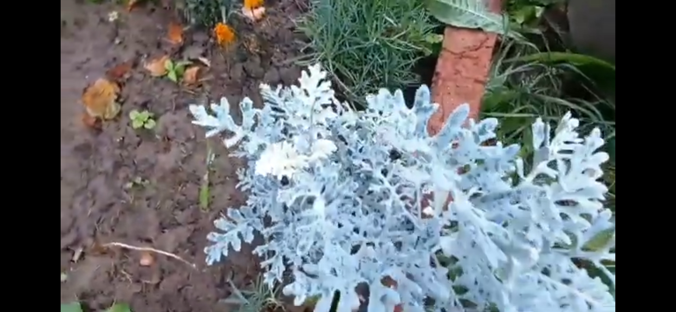 На даче. 3 октября 2022 года.