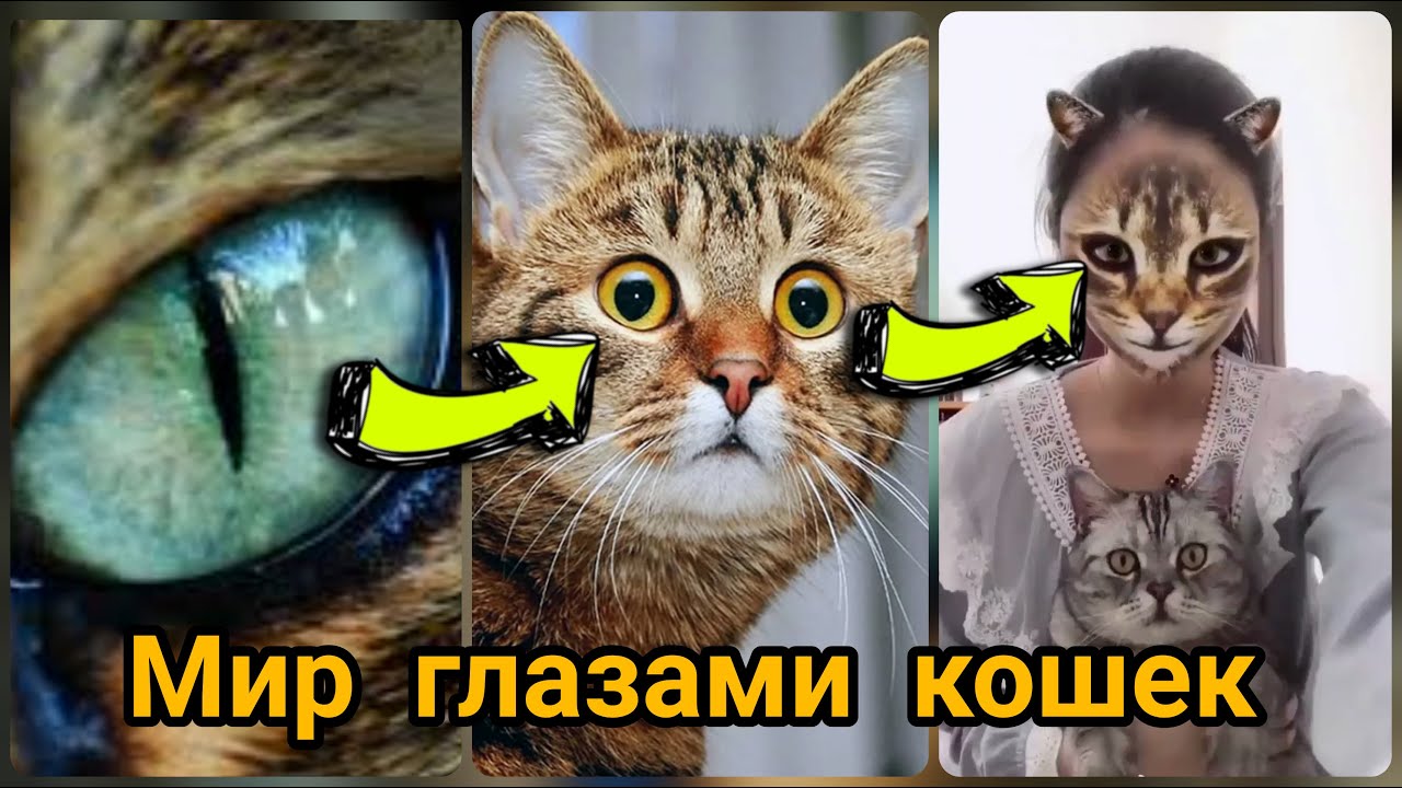 Как видят окружающий мир кошки?