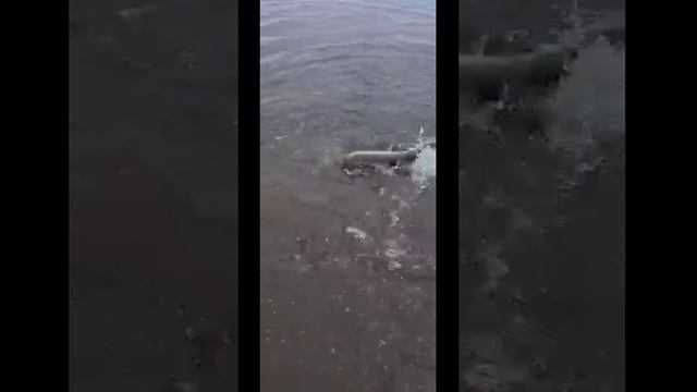 Ловля симы на воблер 80 мм (13 гр) от Mr. Musurok